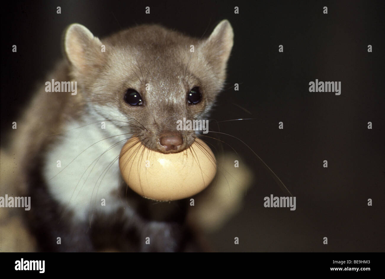 Female Beech Marten with an egg in her mouth Stock Photo - Alamy