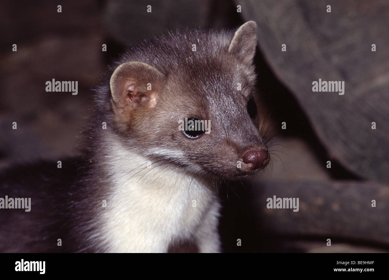 Steenmarter (vr); Beach Marten (fm); Steinmarder (Fr); Martes foina ...