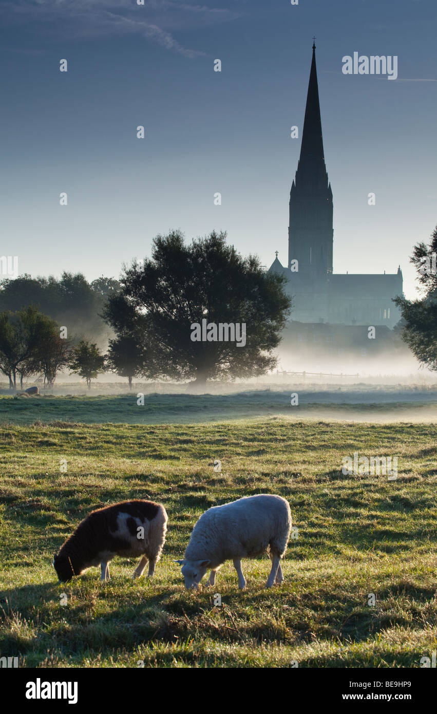 Salisbury Cathedral viewed from Harnham Water Meadows early in the ...