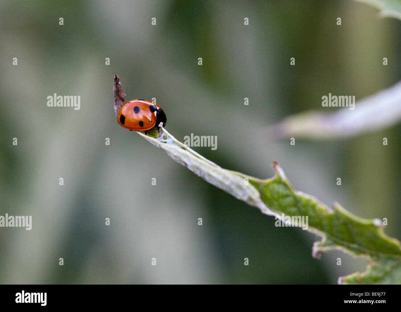 Close-up of a lady bug on the top of a involute leaf Stock Photo - Alamy