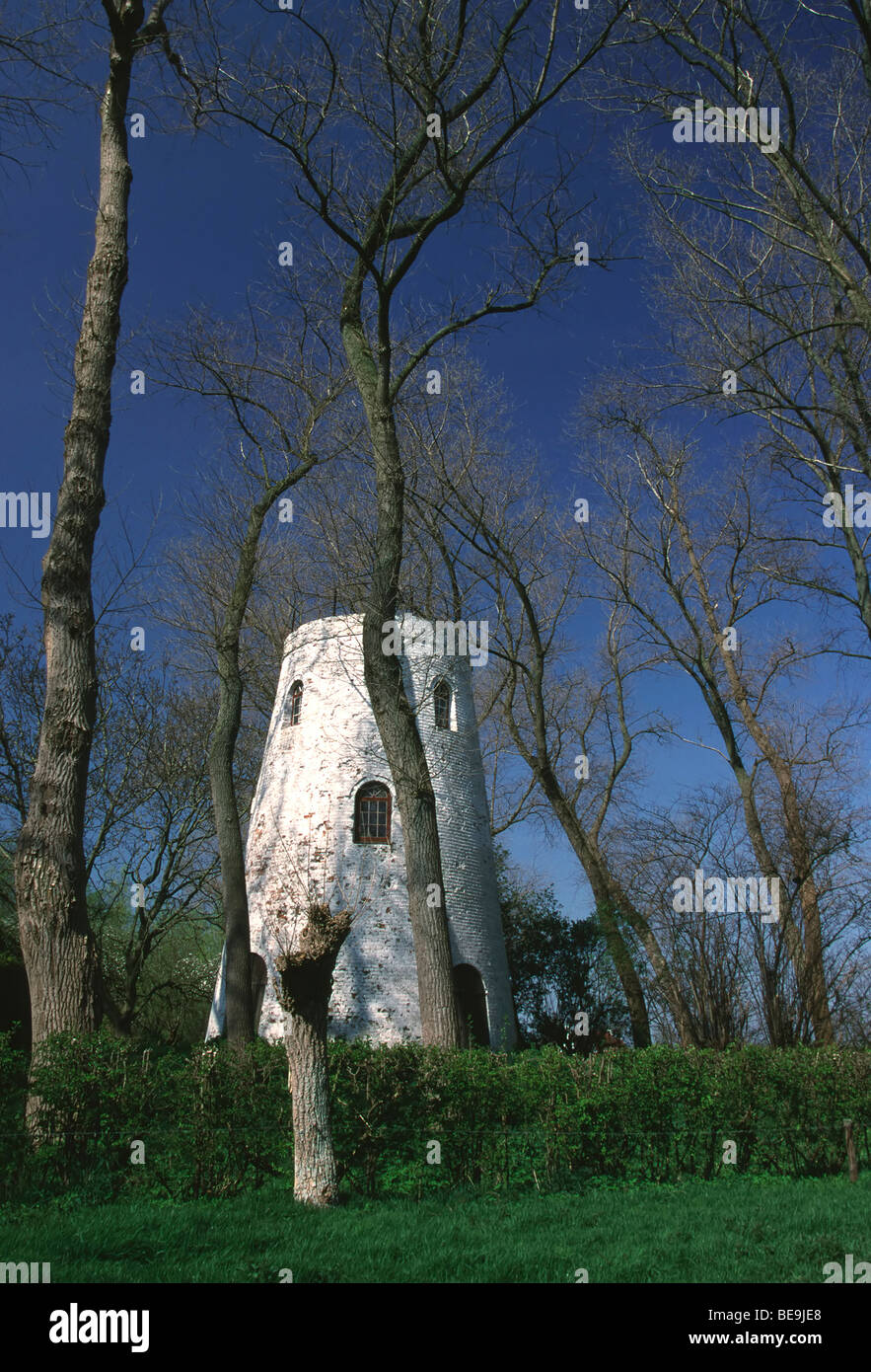 Populieren (Populus sp.) met molen, Damme, Belgi Poplars (Populus sp ...