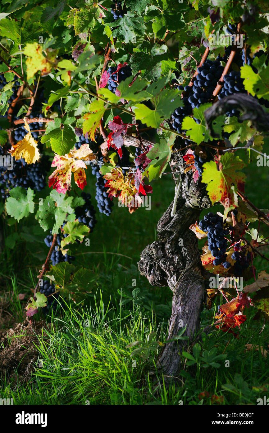 Vine picture hi-res stock photography and images - Alamy
