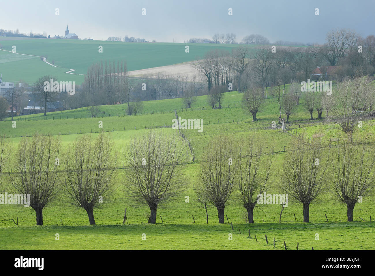 Row of willow trees salix sp hi-res stock photography and images - Alamy