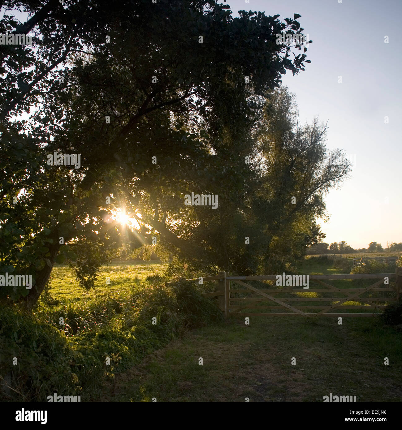 sunlight through trees Stock Photo - Alamy