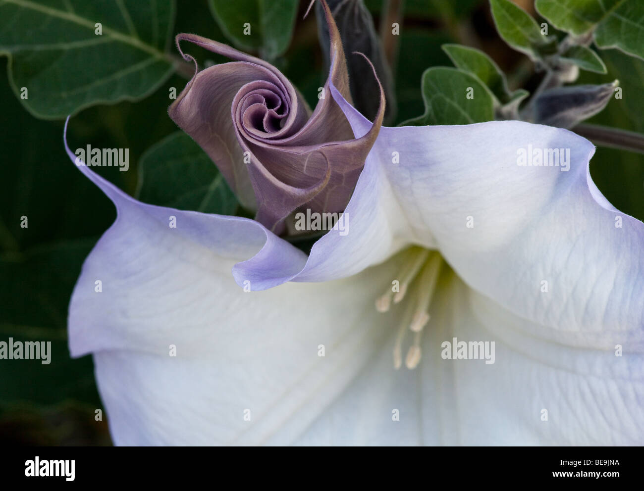 Datura hi-res stock photography and images - Alamy