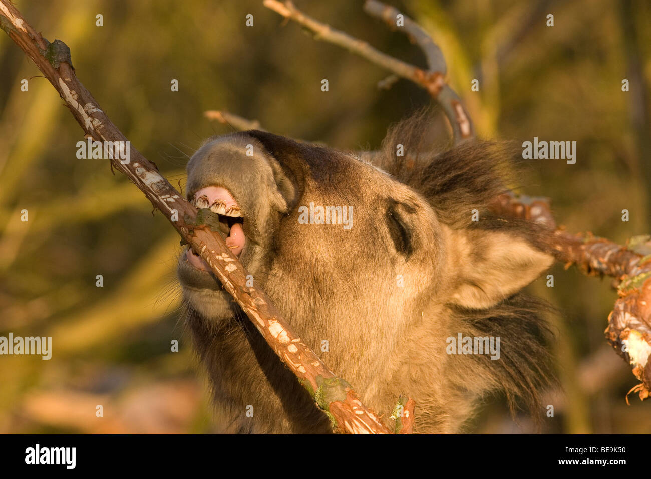 Bast Van Een Boom High Resolution Stock Photography and Images - Alamy