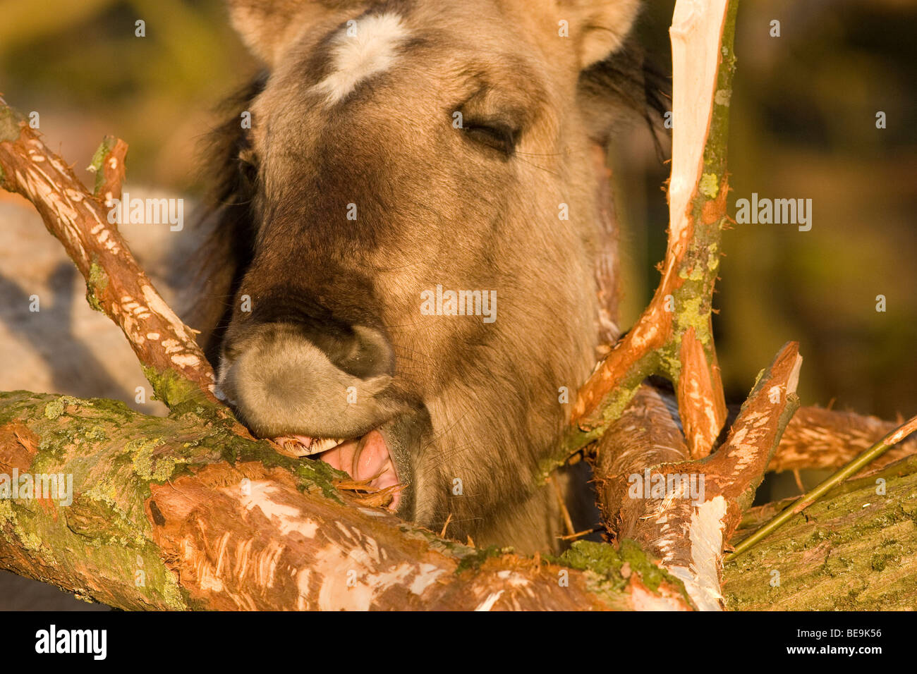 Bast van een boom hi-res stock photography and images - Alamy