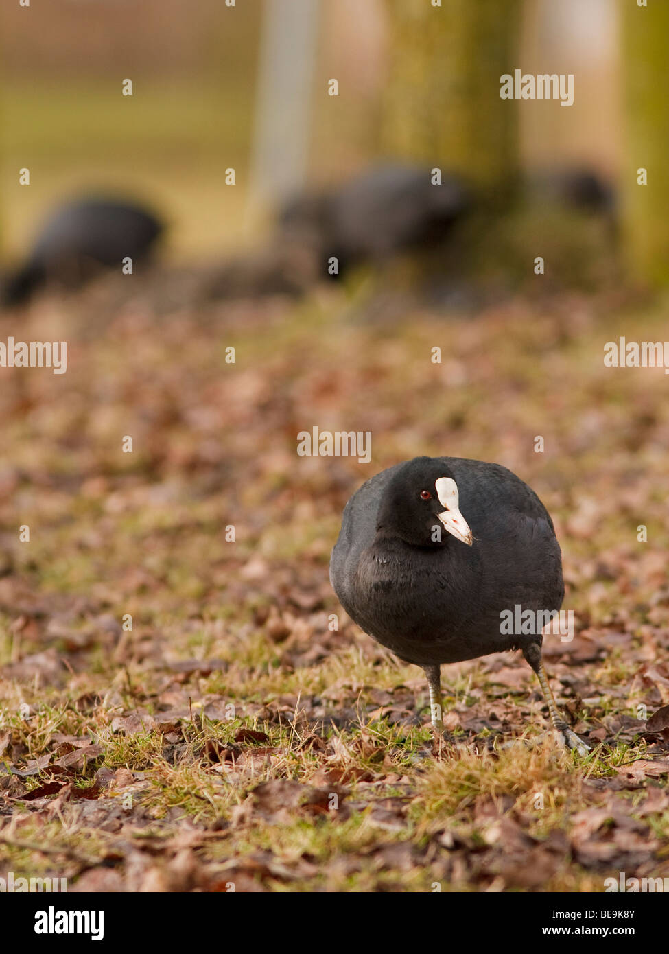 Dead coot hi-res stock photography and images - Alamy