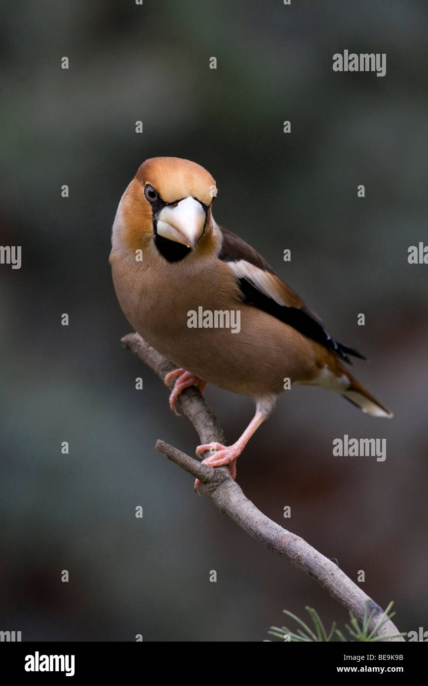 Appelvink; Bull Finch Stock Photo - Alamy