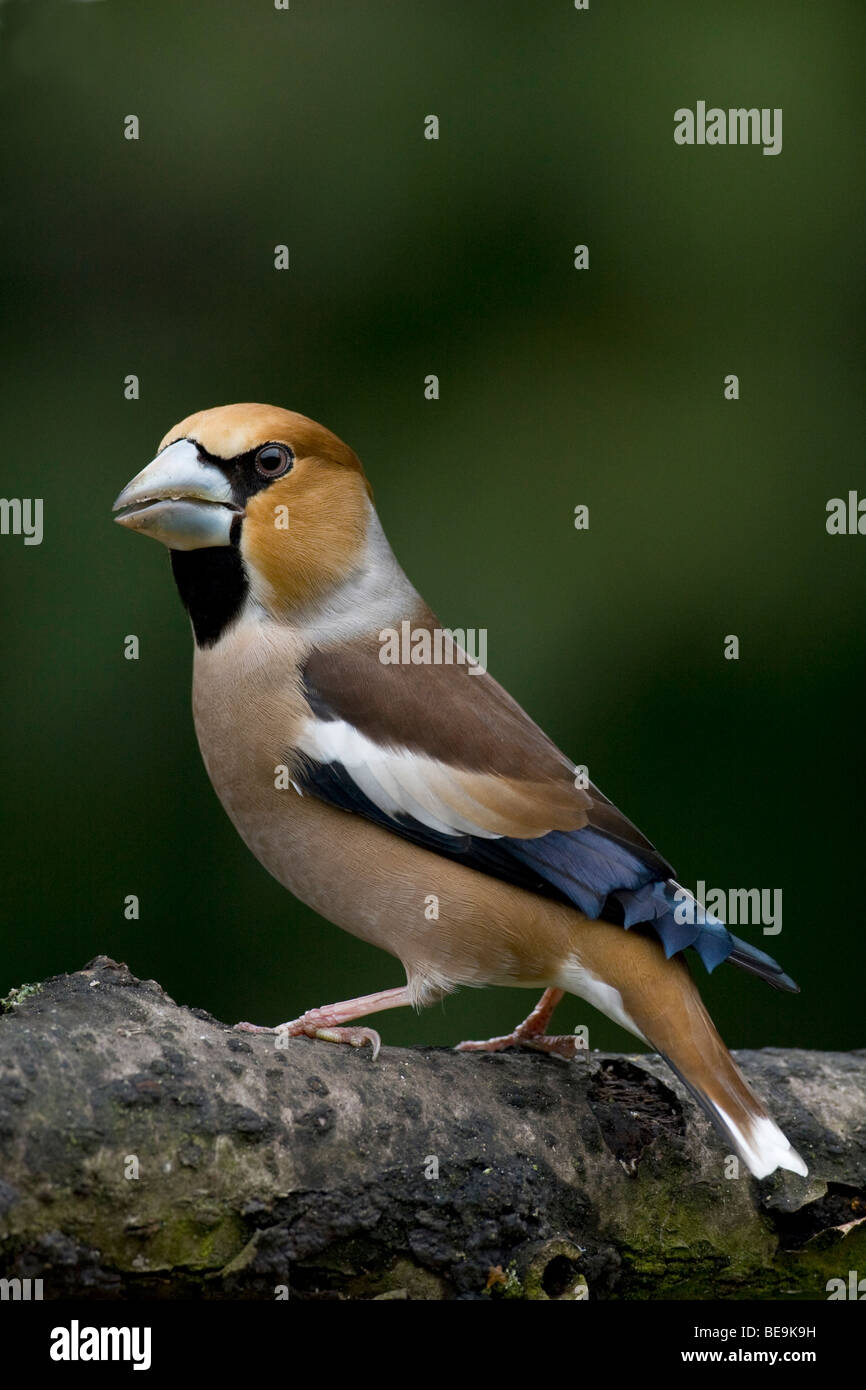 Hawfinch hi-res stock photography and images - Alamy