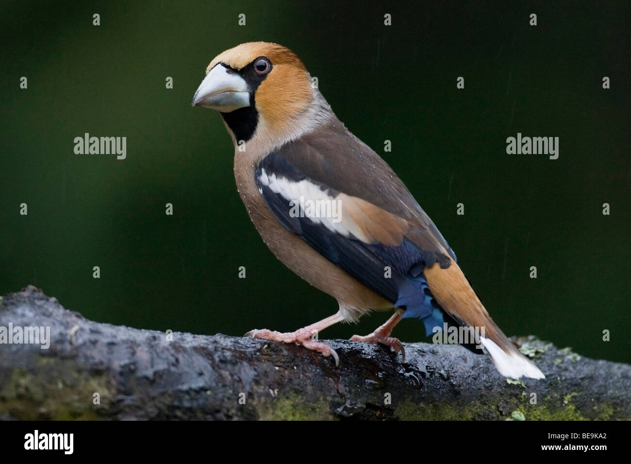 Bull finch hi-res stock photography and images - Alamy