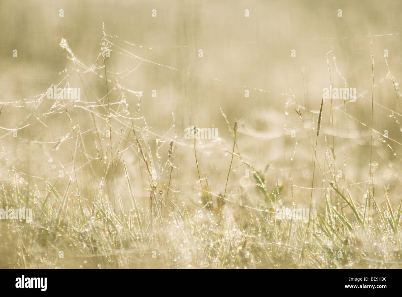 gras en dauw; grass and dew Stock Photo - Alamy