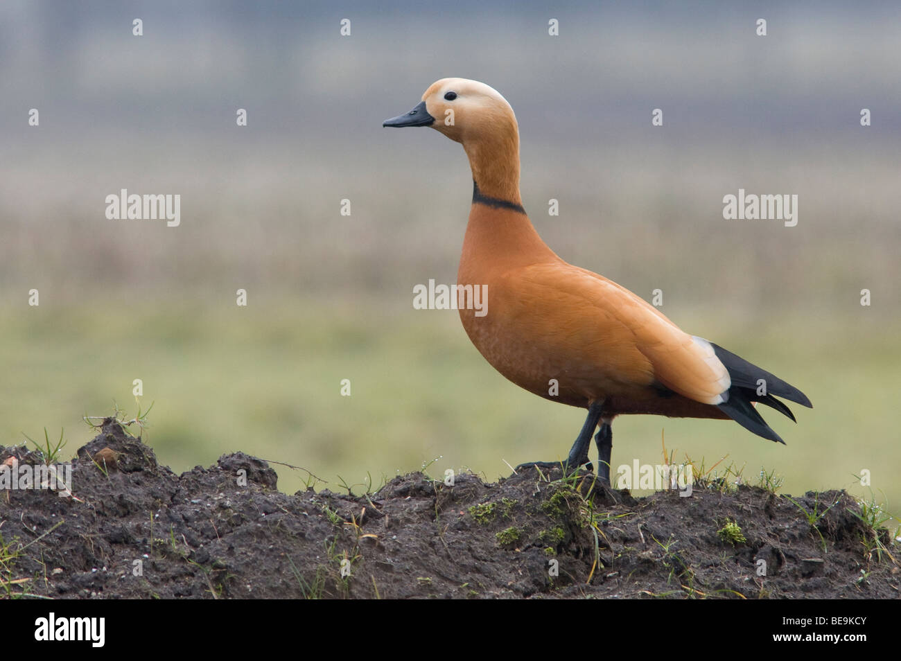 Male of the Ruddy Shelduck Stock Photo - Alamy