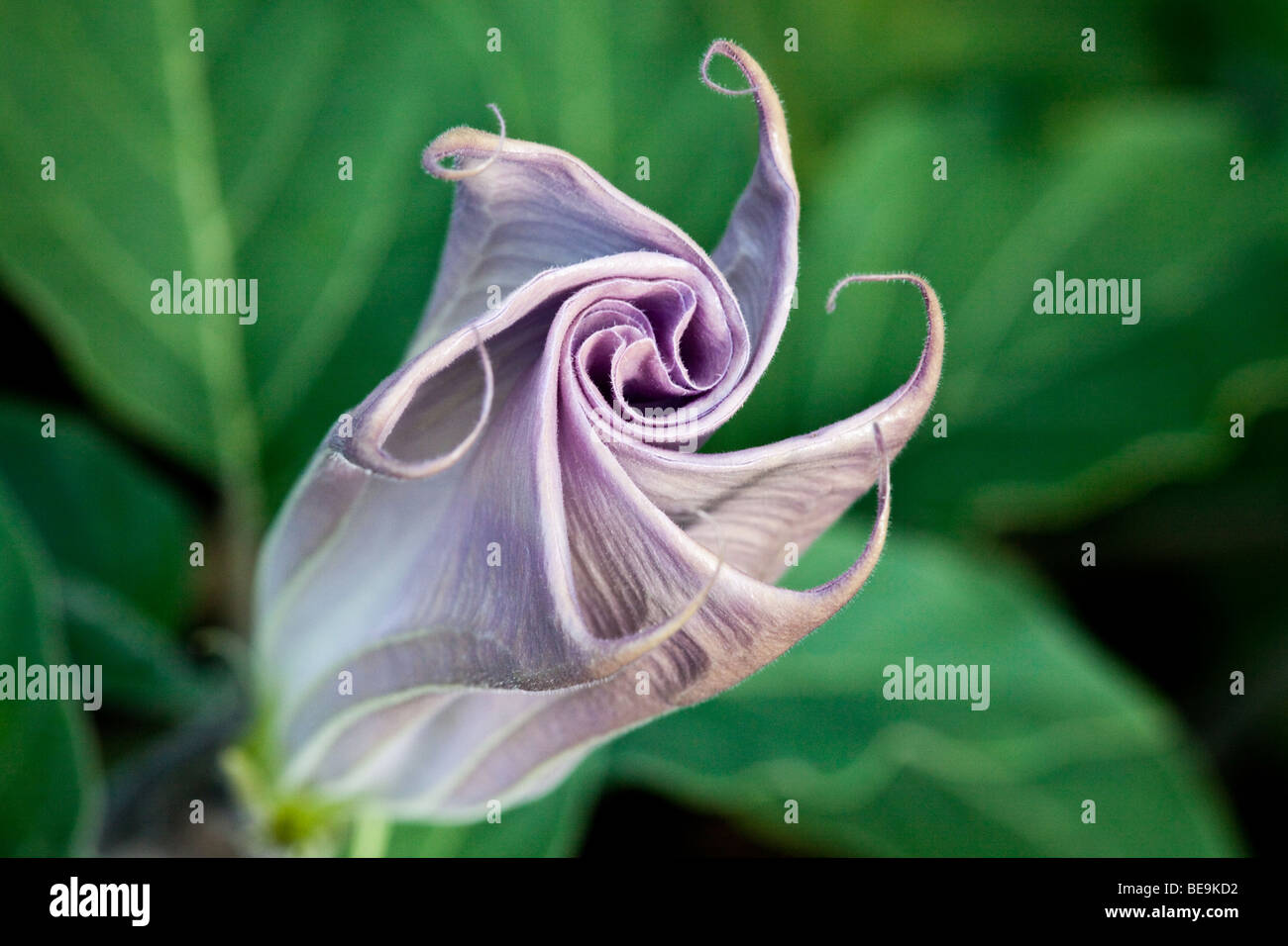Datura plant hi-res stock photography and images - Alamy