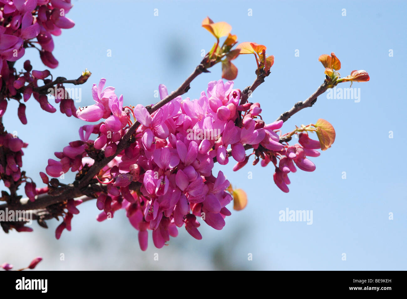 Israel, Judas Tree Cercis siliquastrum Stock Photo - Alamy