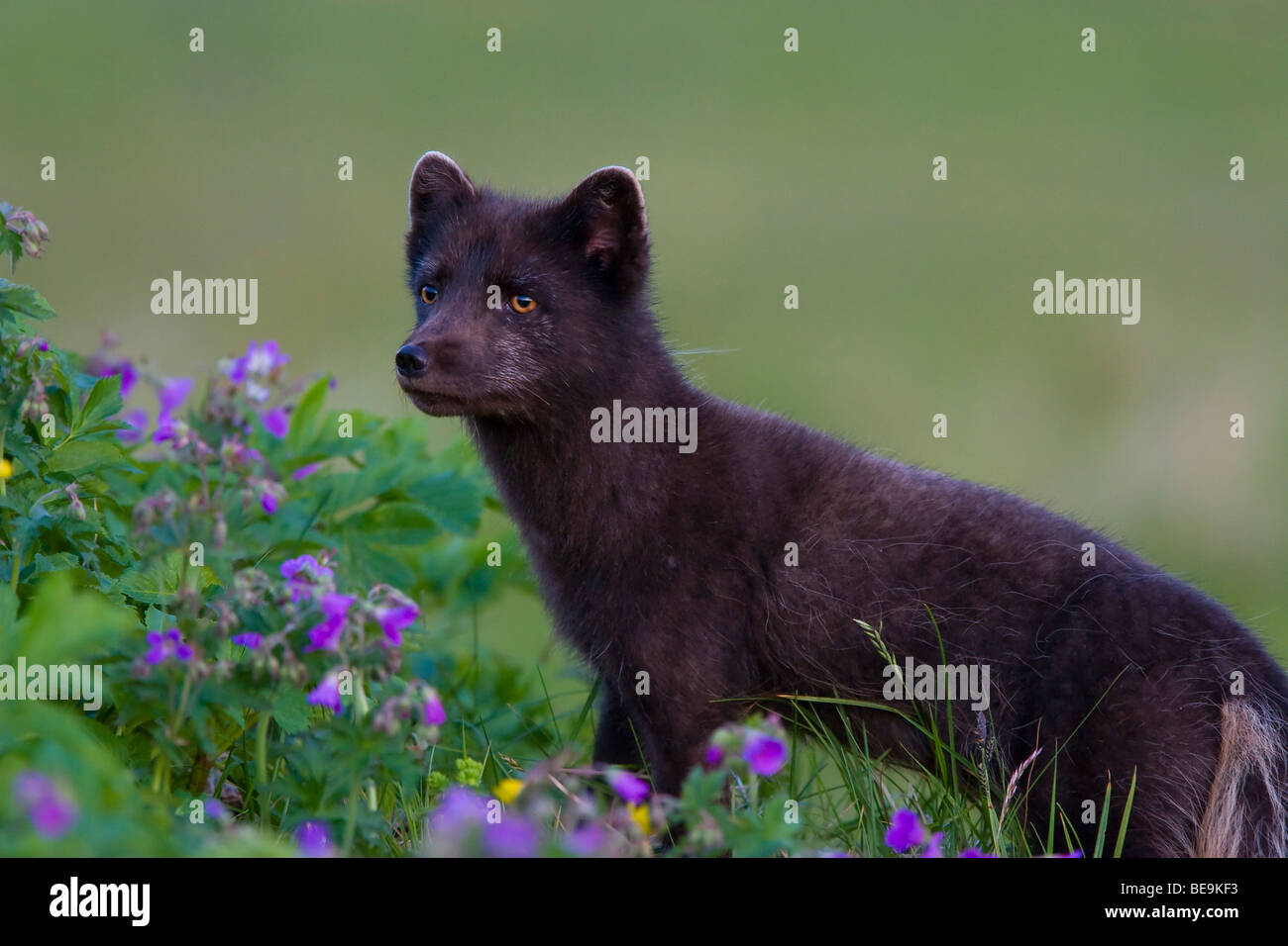 Blue morph color arctic fox between Wood Cranesbill on Hornstrandir ...