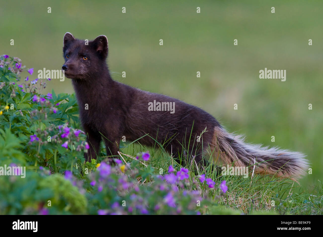Blue morph color arctic fox between Wood Cranesbill on Hornstrandir ...