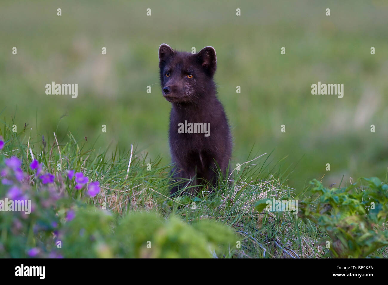 , Blue morph color arctic fox between Wood Cranesbill on Hornstrandir ...