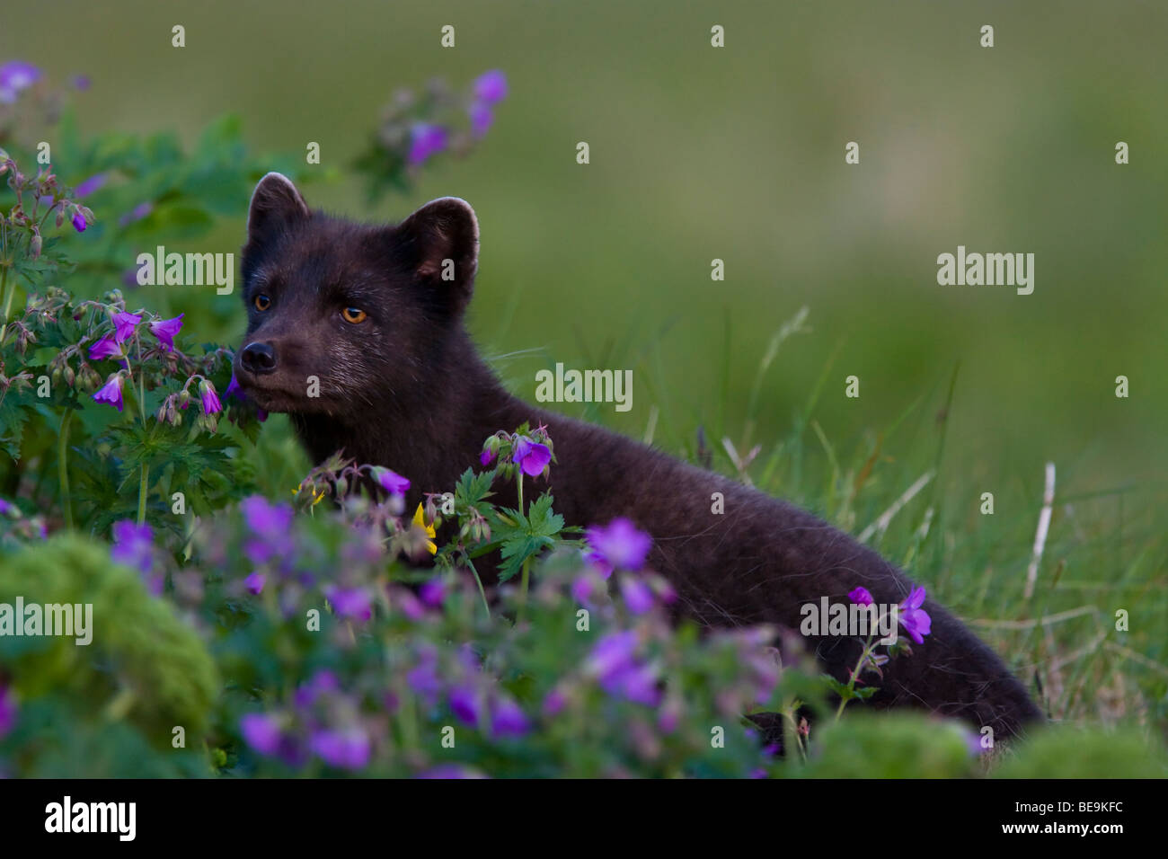 Blue morph color arctic fox between Wood Cranesbill on Hornstrandir ...