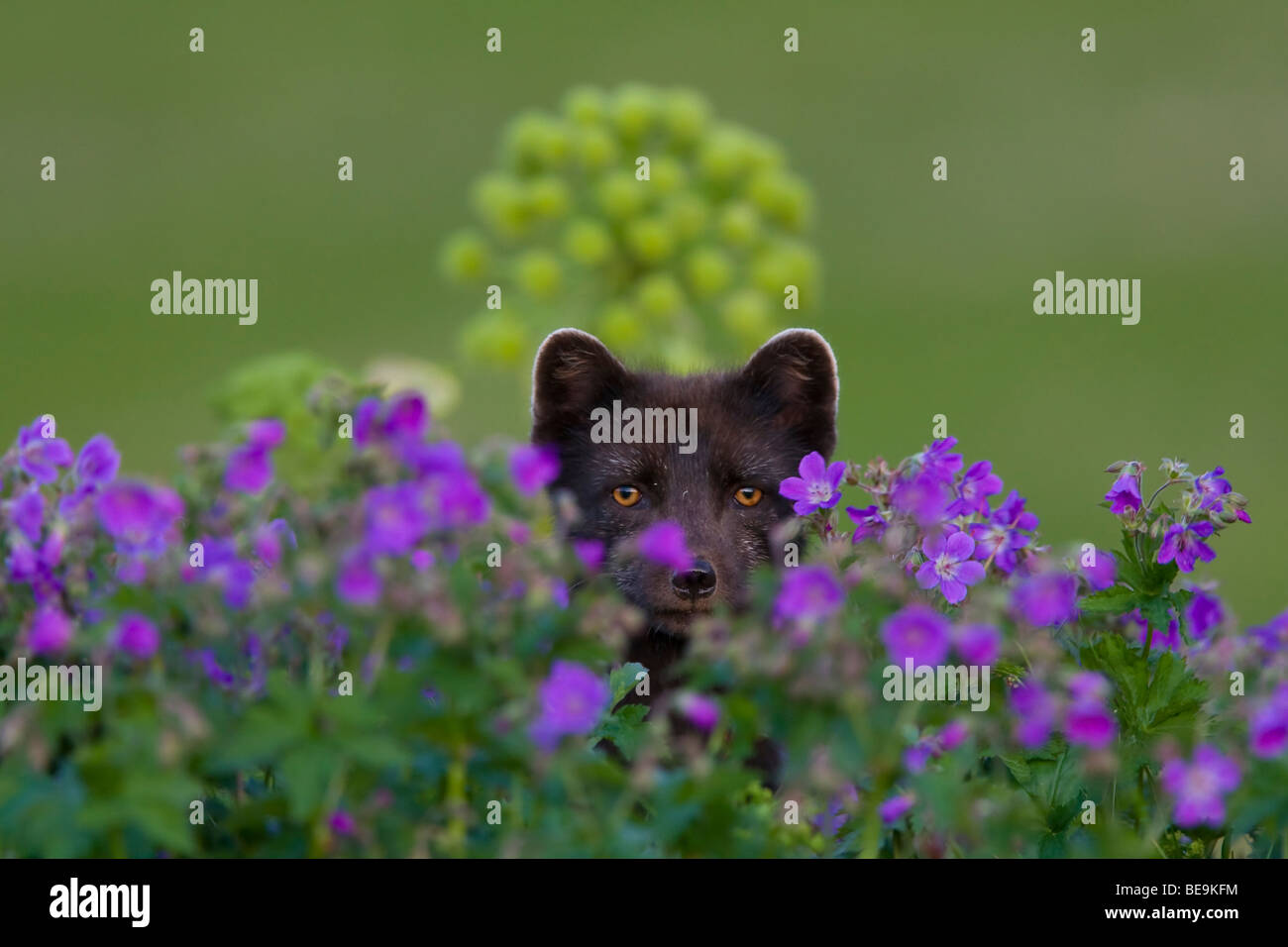 Blue morph color arctic fox between Wood Cranesbill on Hornstrandir ...