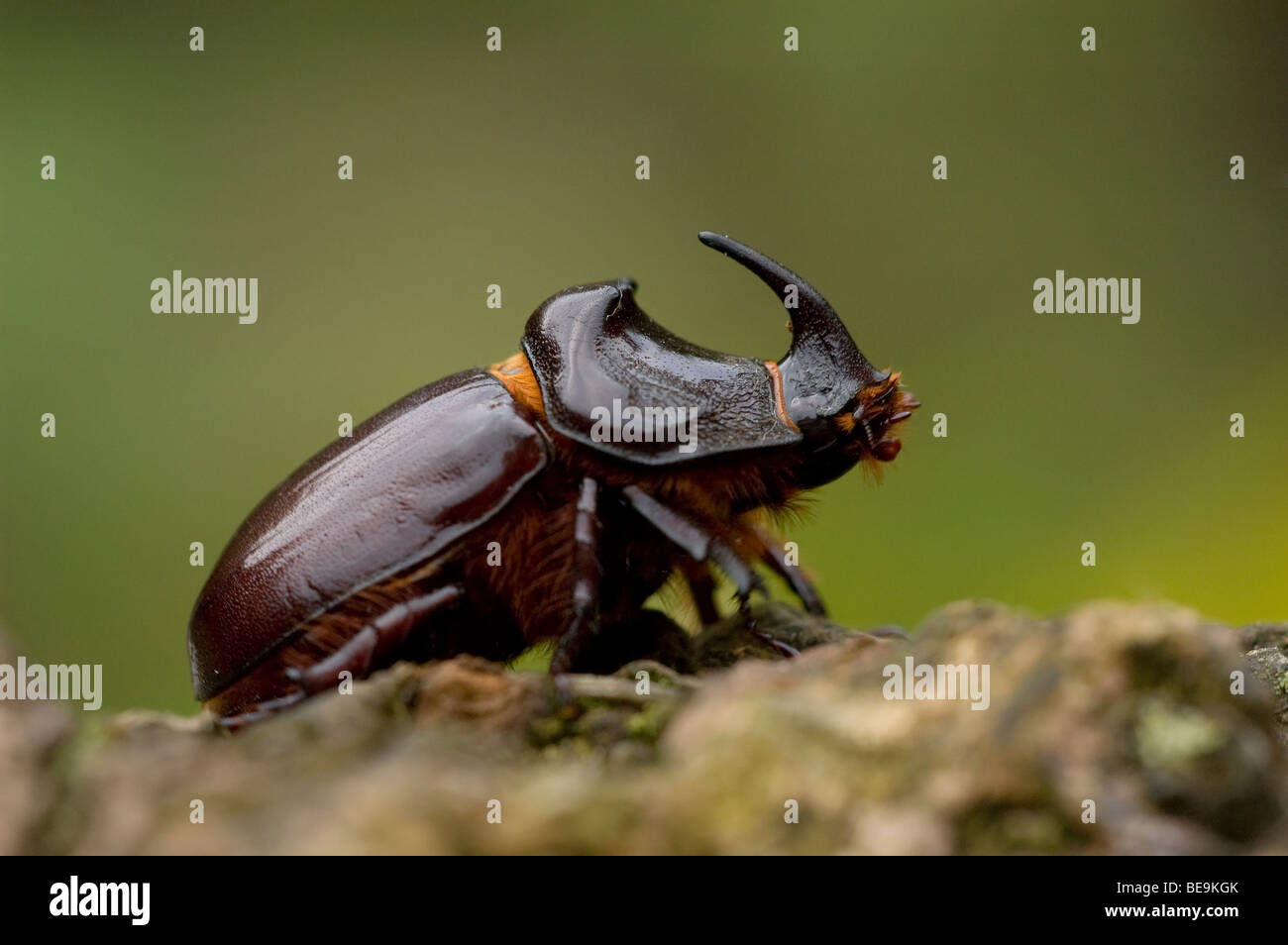 European rhinoceros beetle (Oryctes nasicornis Stock Photo - Alamy