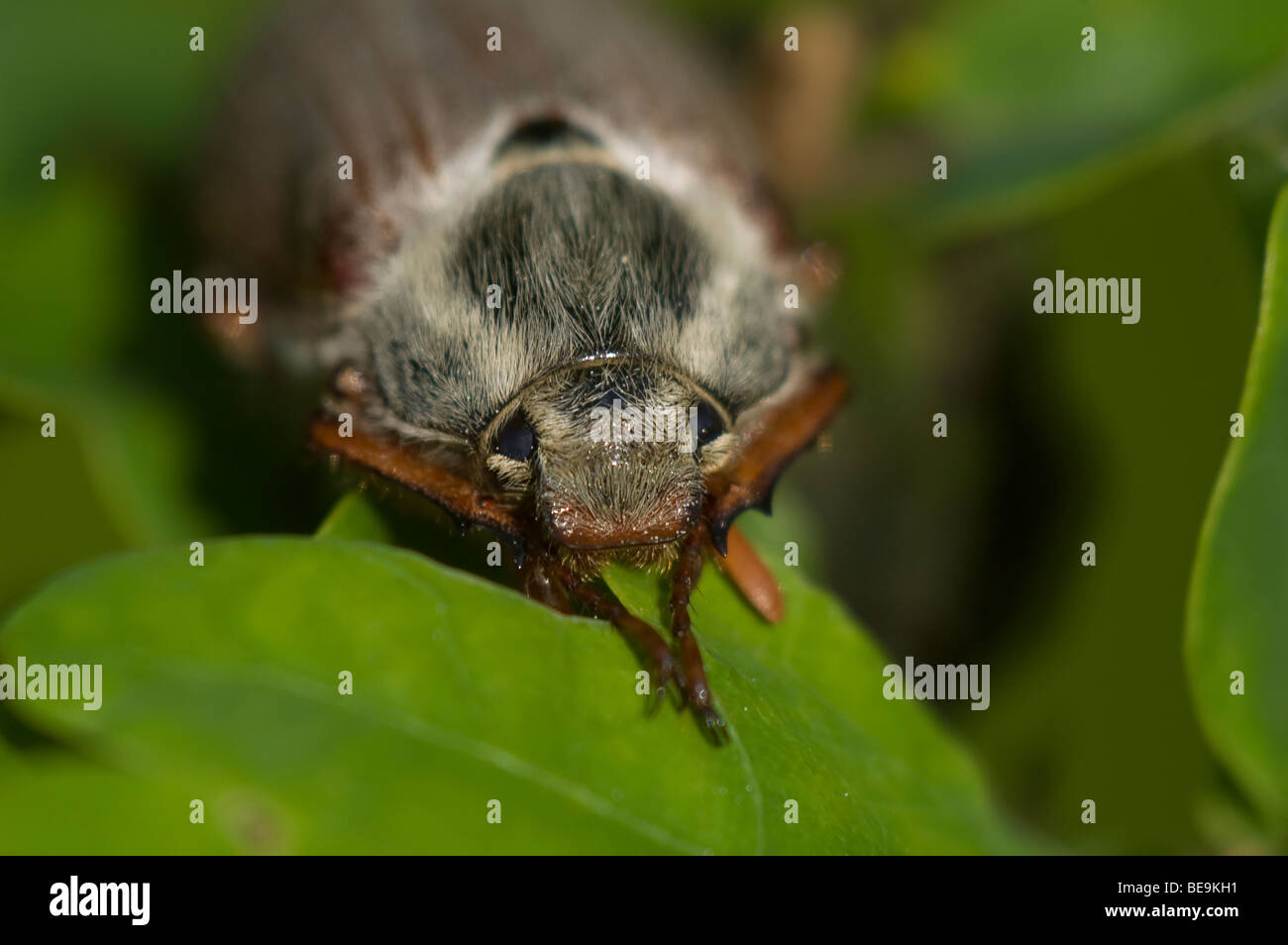 Engerling hi-res stock photography and images - Alamy