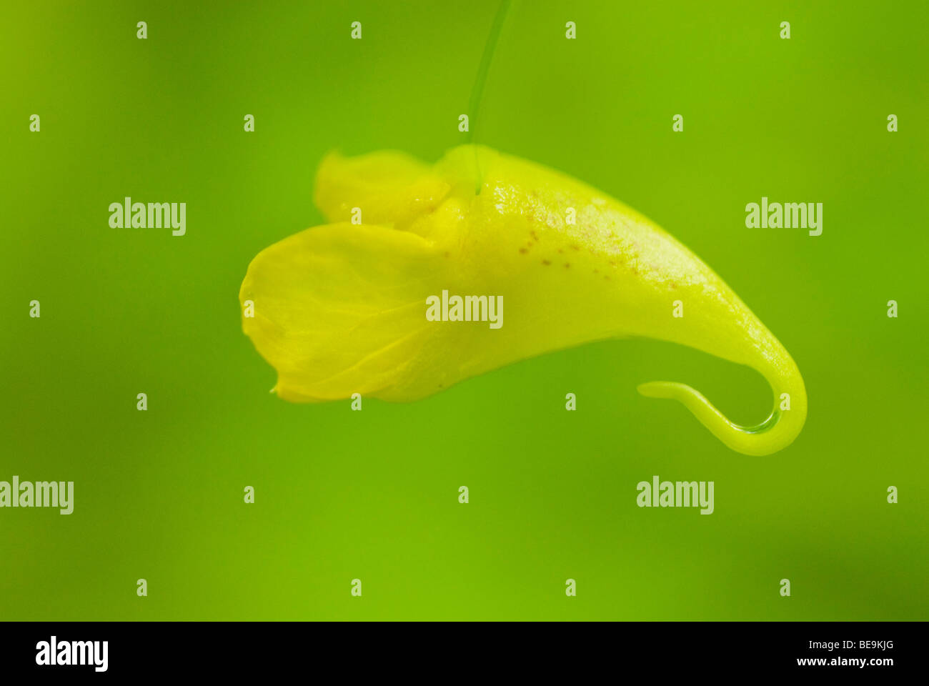 groot springzaad; touch-me-not balsam Stock Photo - Alamy