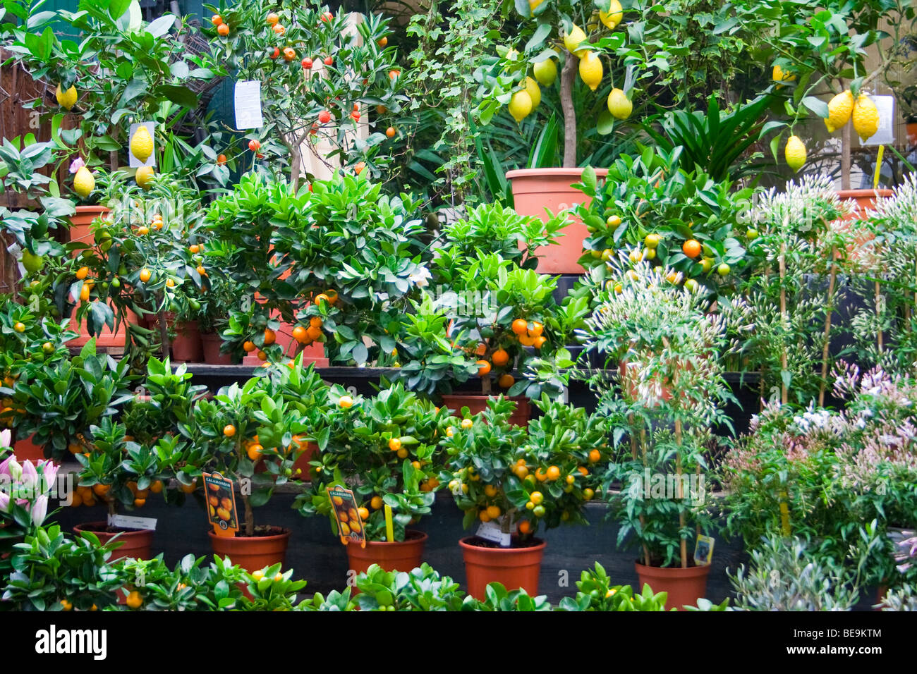 Shop display of orange and lemon bushes Stock Photo - Alamy