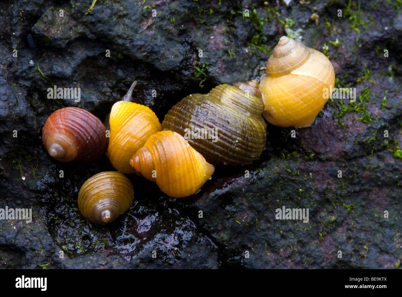 ruwe alikruiken op steen bij laag water; rough periwinkles at low-tide ...
