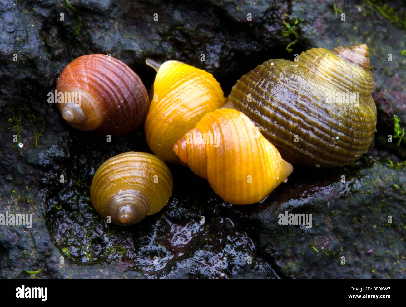 Alikruiken hi-res stock photography and images - Alamy