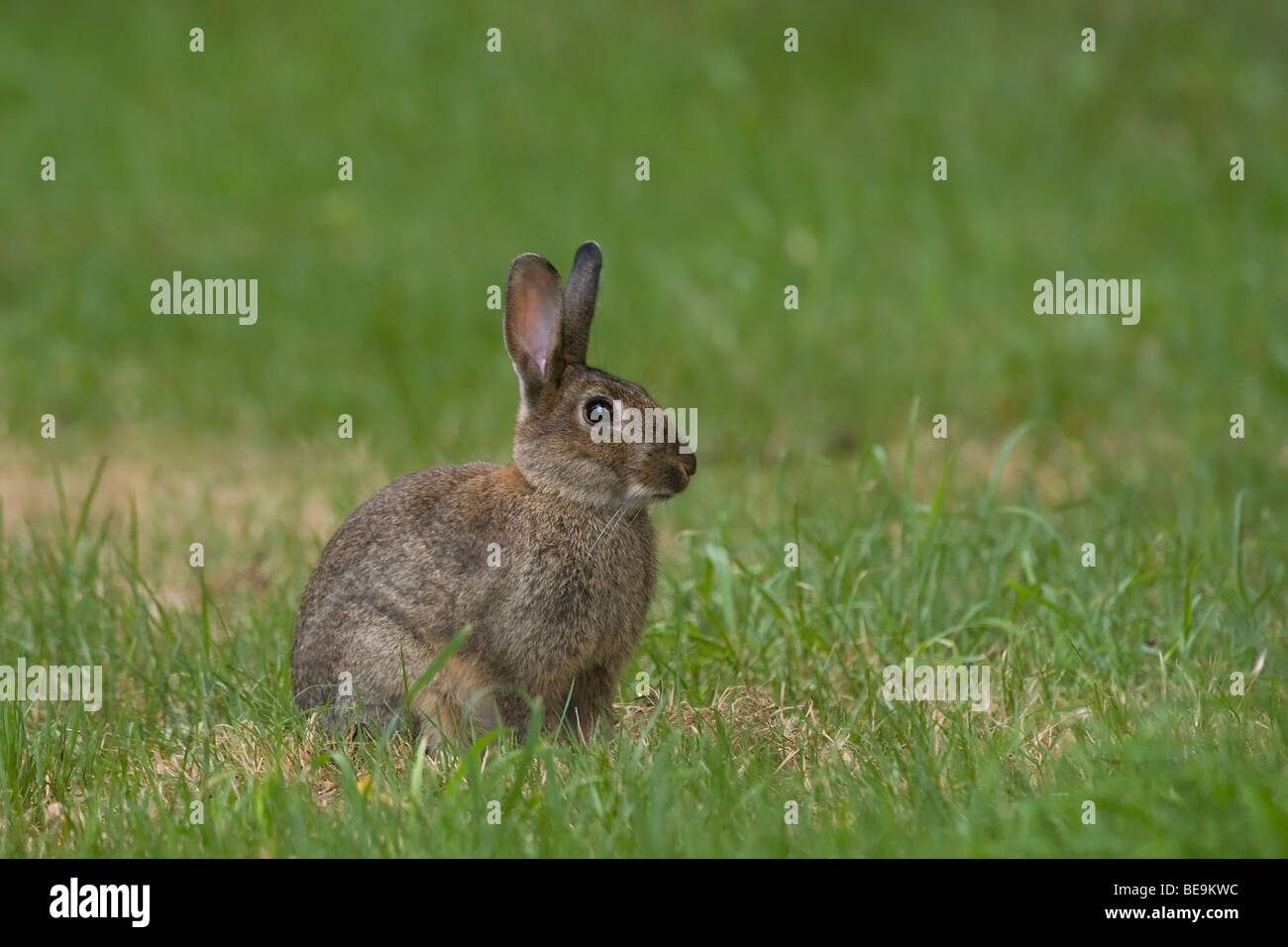 Konijn hi-res stock photography and images - Alamy