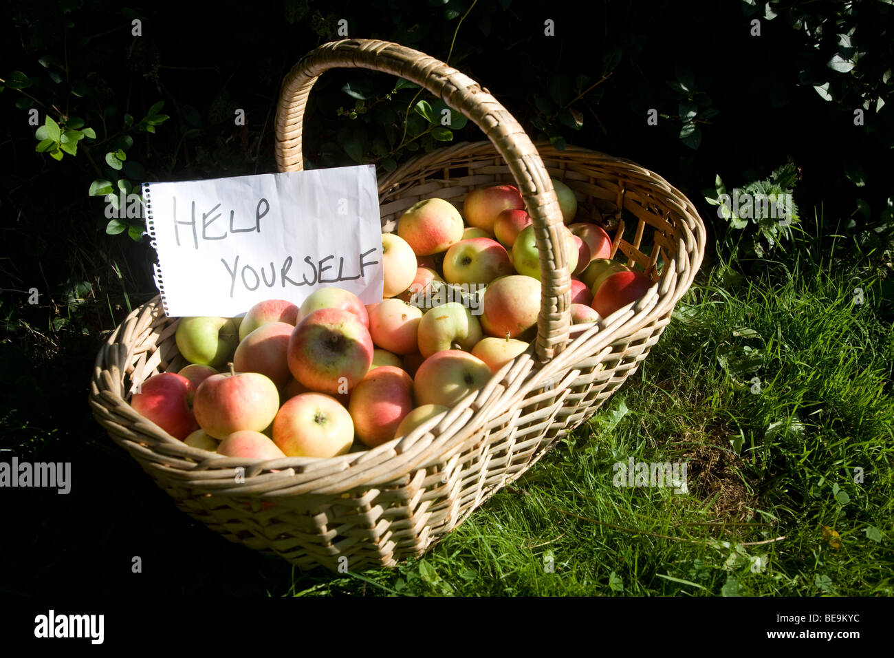Help Yourself sign wicker basket of Discovery apples Stock Photo - Alamy