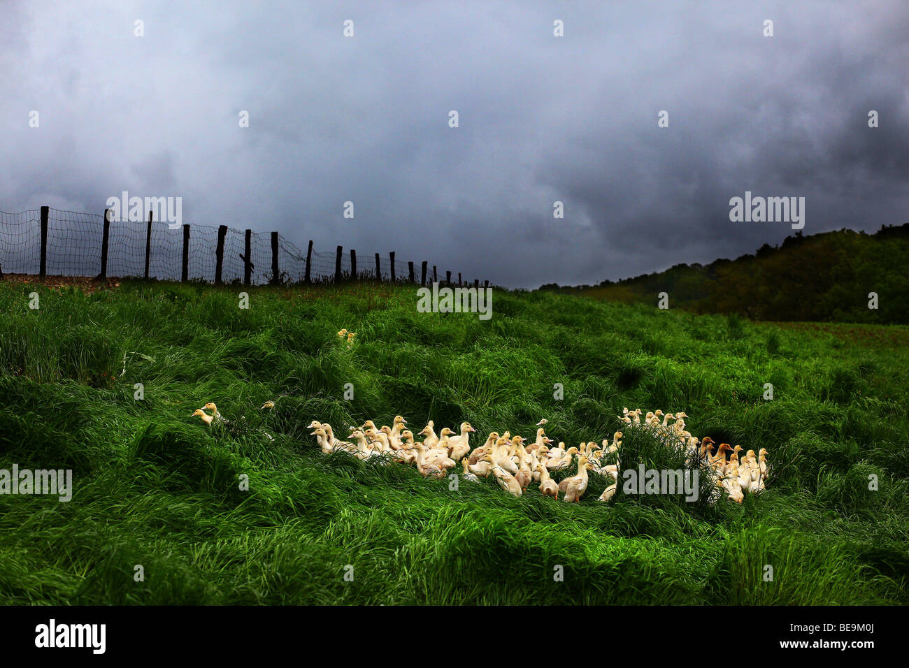 Basque Country: Duck farming roaming free Stock Photo - Alamy