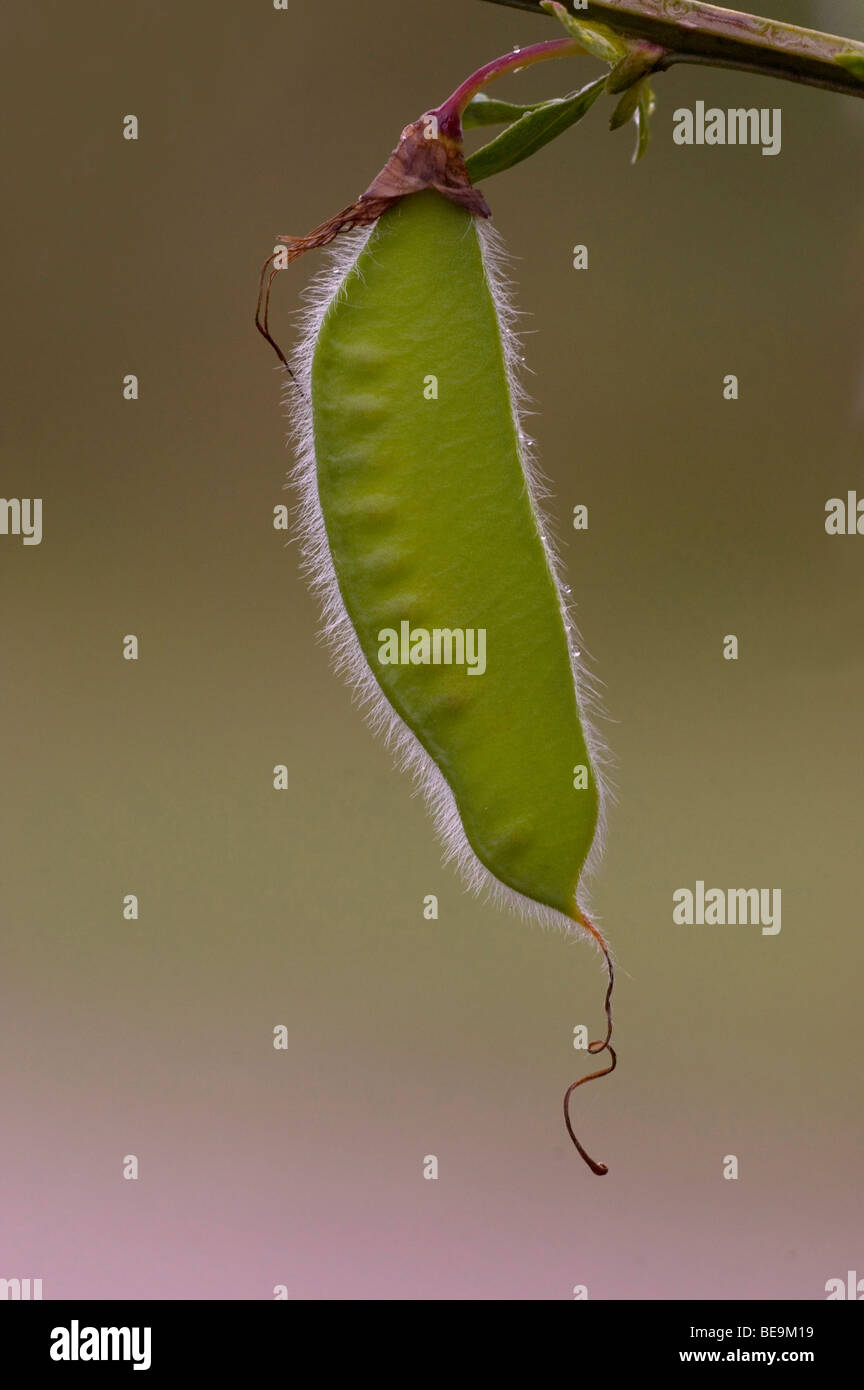 Vlinderbloem hi-res stock photography and images - Alamy