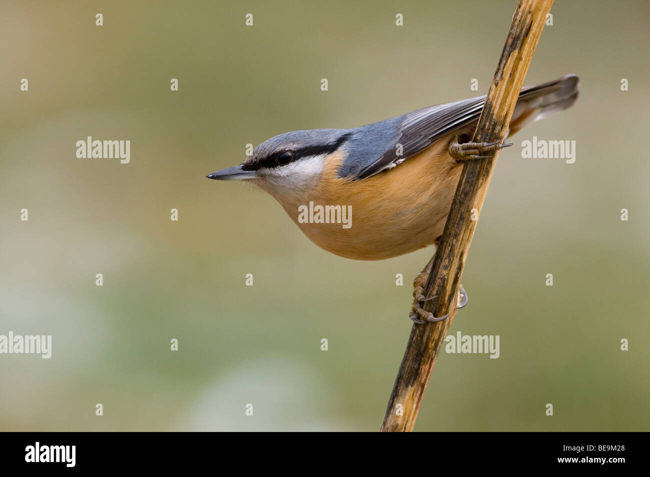 Boomklever hi-res stock photography and images - Alamy
