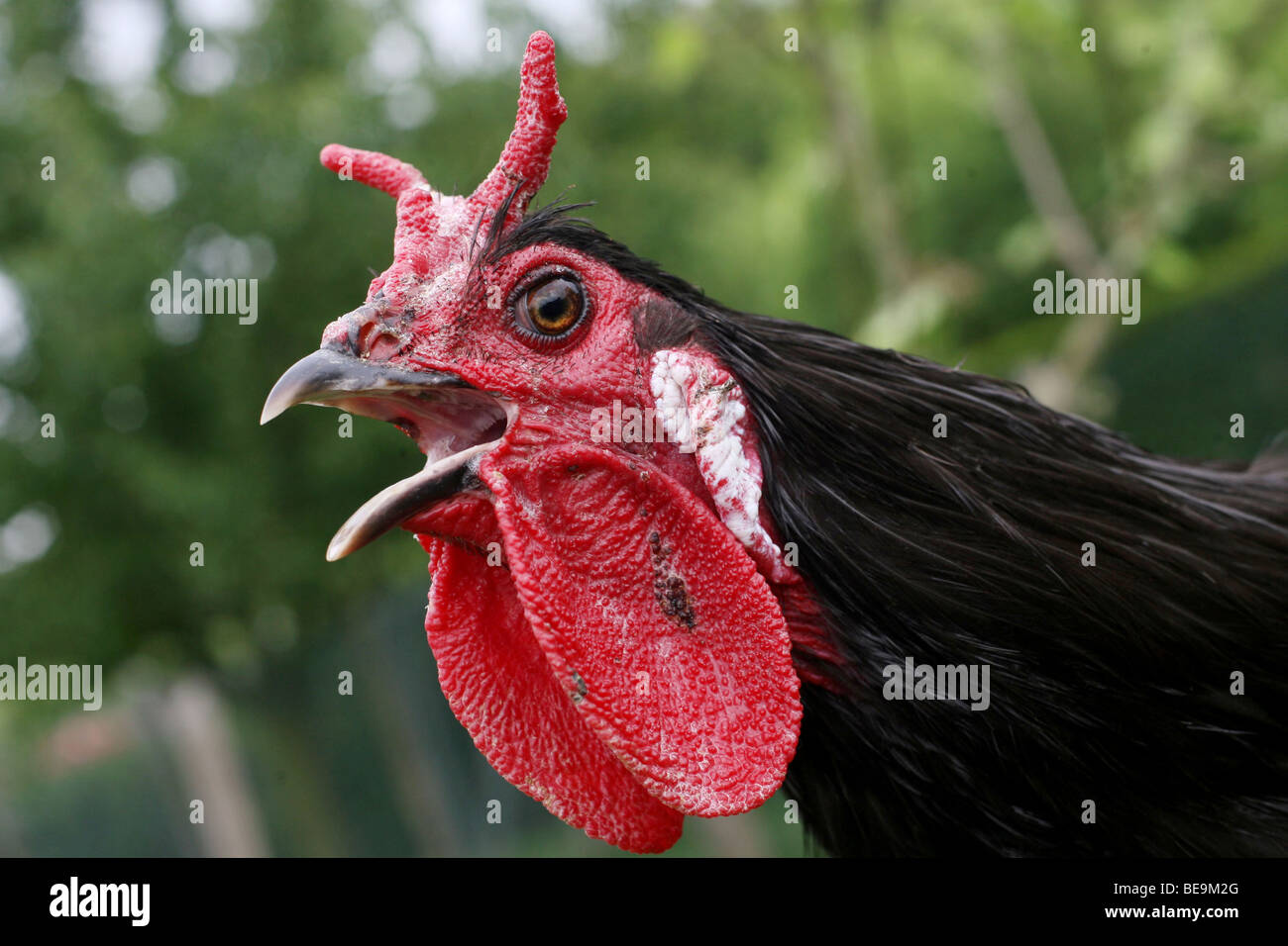 Gallus gallus domesticus domestic fowl bred Stock Photo - Alamy