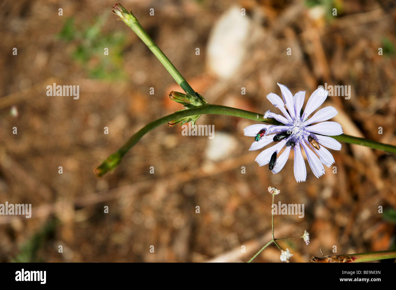Dwarf chicory hi-res stock photography and images - Alamy