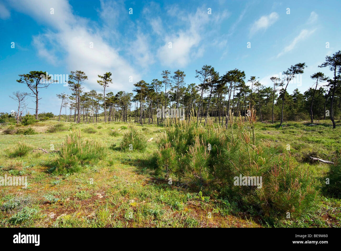 Insel oleron hi-res stock photography and images - Alamy