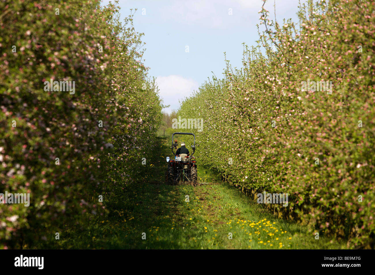 Cultivation fruit hi-res stock photography and images - Alamy