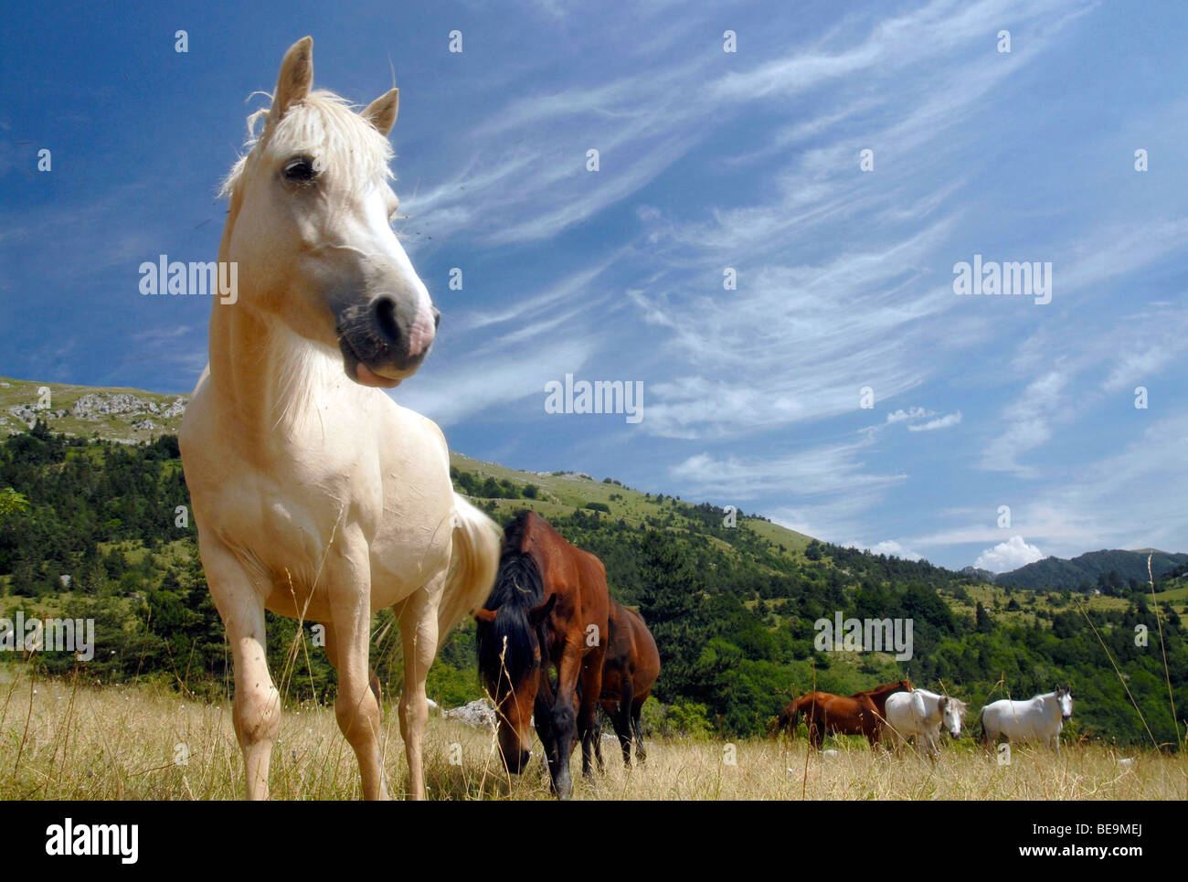 Horses in the wild Stock Photo - Alamy