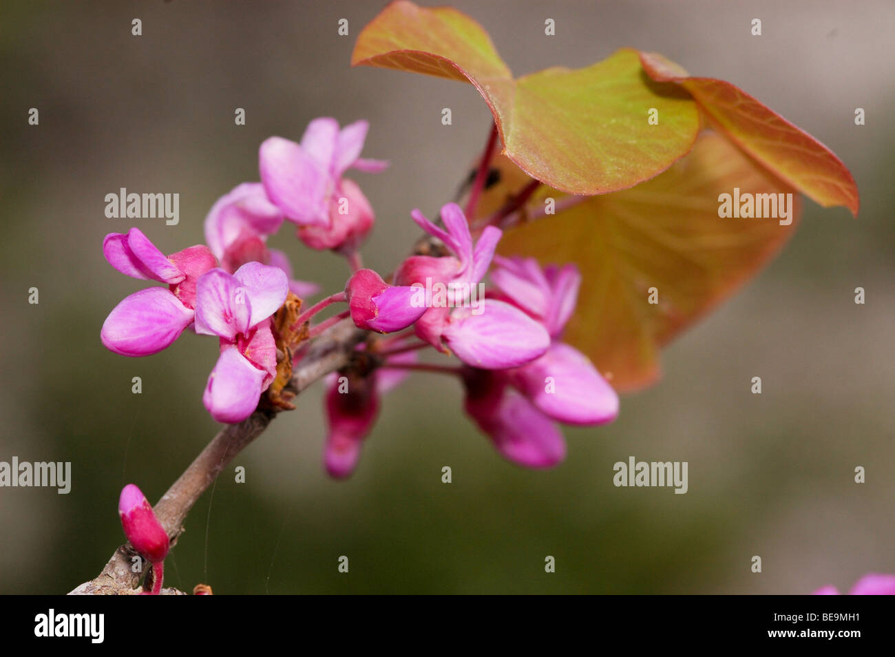 Israel, Judas Tree Cercis siliquastrum Stock Photo - Alamy