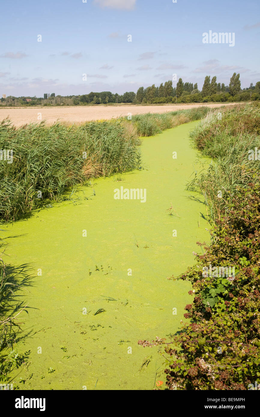 Eutrophication High Resolution Stock Photography and Images - Alamy