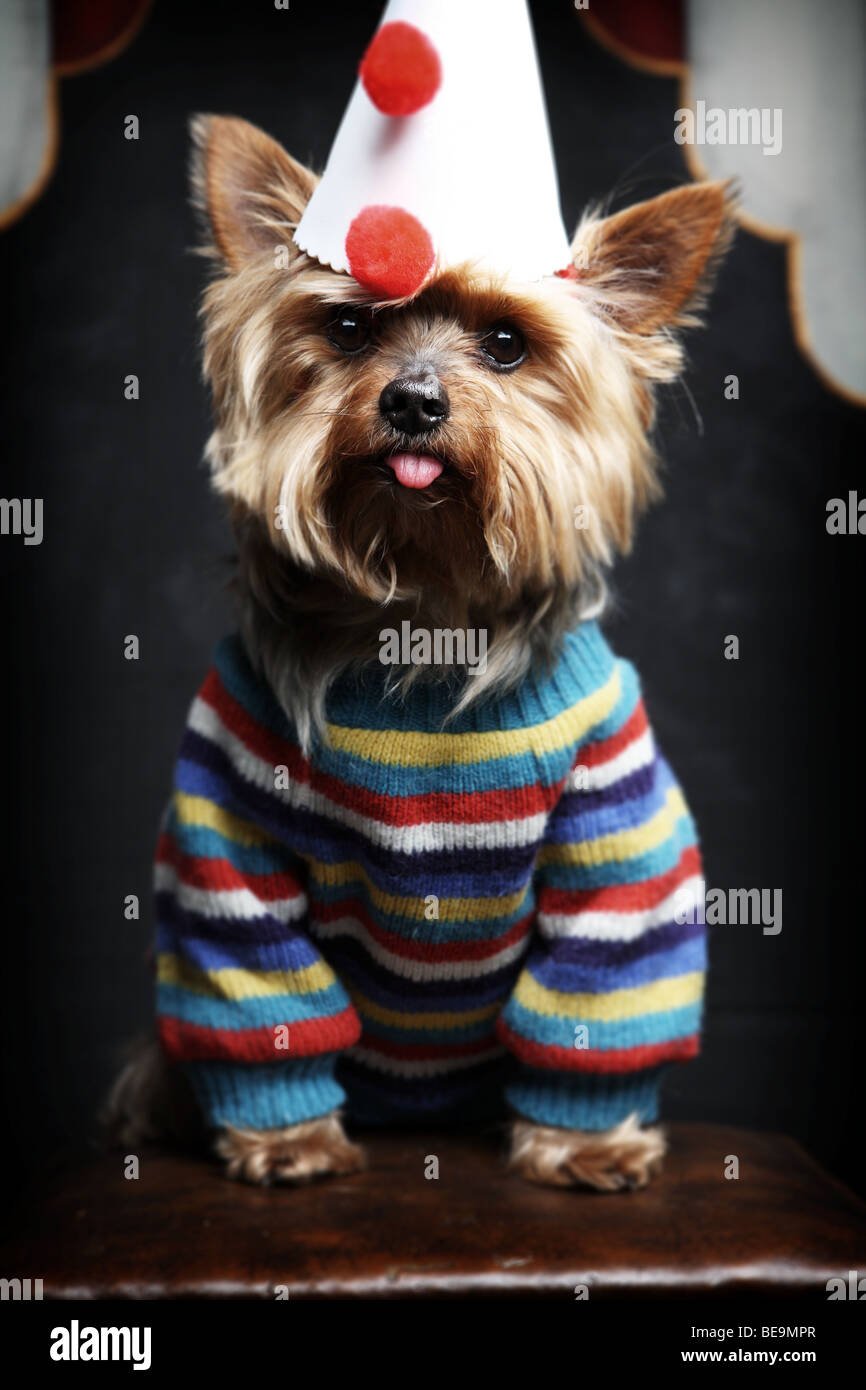 Dog clown hi-res stock photography and images - Alamy