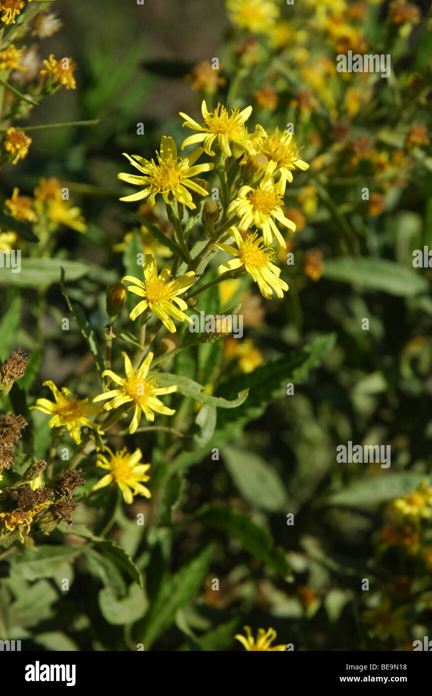 Inula crithmoides hi-res stock photography and images - Alamy