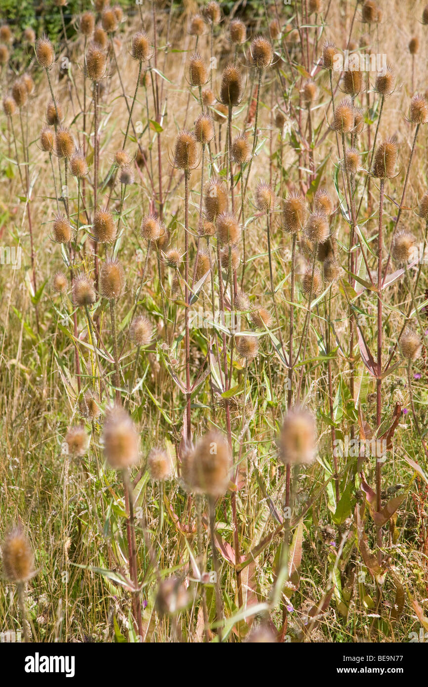 English thistles hi-res stock photography and images - Alamy