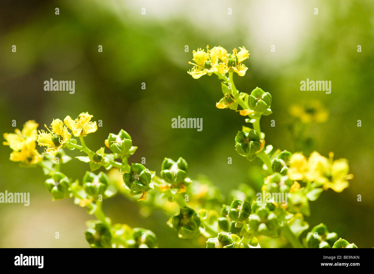 Israel, African Rue (Ruta chalepensis Stock Photo - Alamy