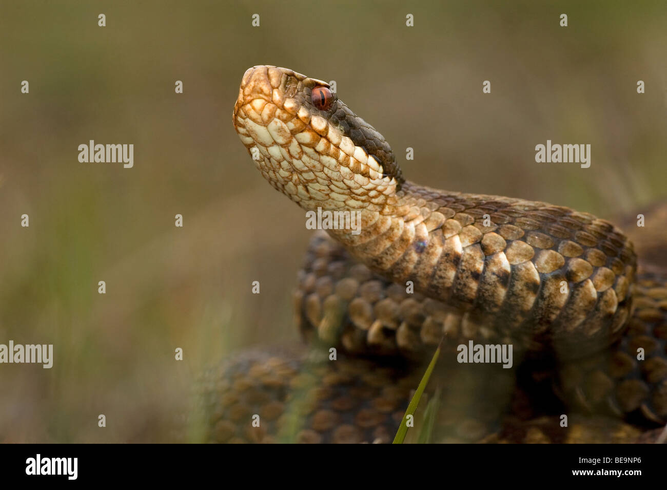 Close up van een adder Stock Photo - Alamy