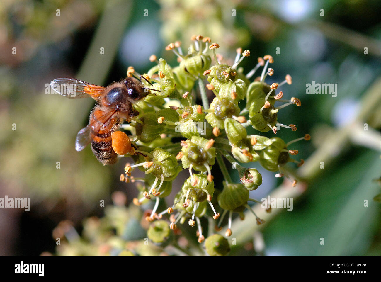 Collecting pollen from ivy hi-res stock photography and images - Alamy