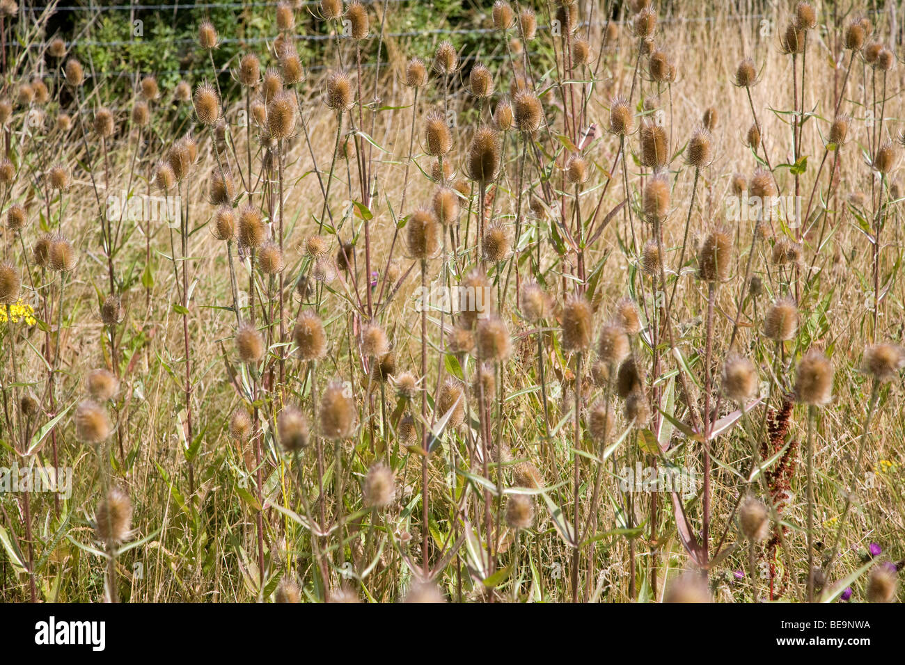 Teasel hi-res stock photography and images - Alamy