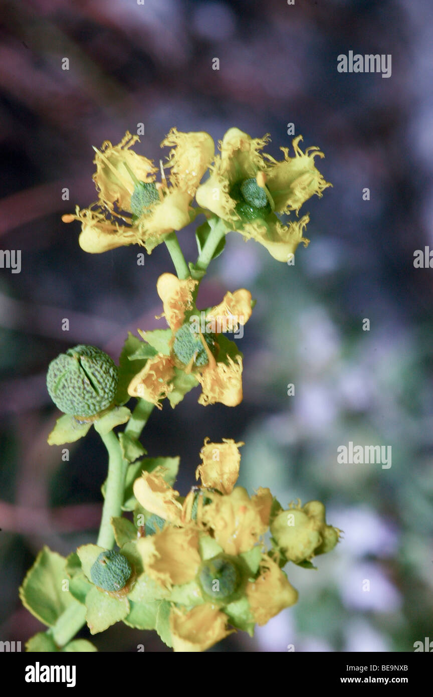 Israel, African Rue (Ruta chalepensis Stock Photo - Alamy
